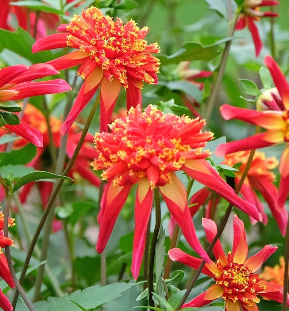 Dahlia Octopus Sparkle - Anglia Bulb Company