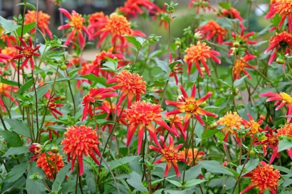 Dahlia Octopus Sparkle - Anglia Bulb Company