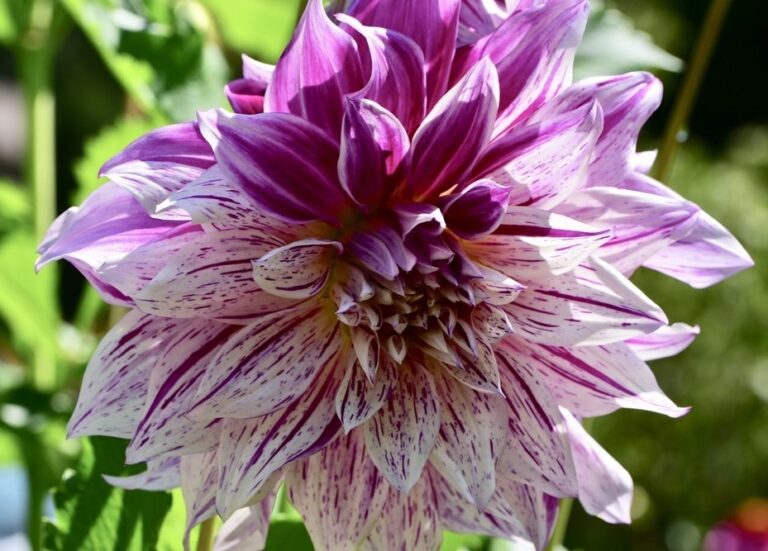 Dahlia Taiheiyo - Dinner Plate Dahlia Anglia Bulb Company