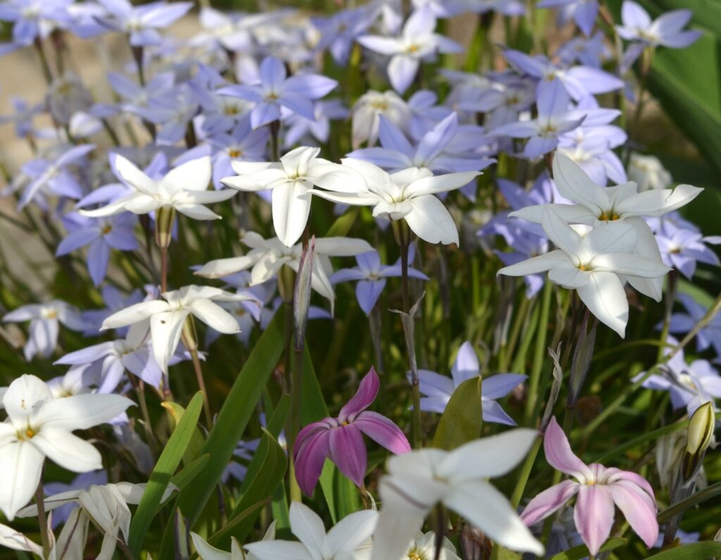 Ipheion - Anglia Bulb Company
