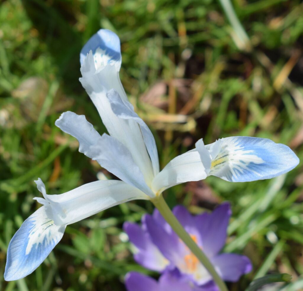 Iris Reticulata Frozen Planet - Dwarf Iris - Anglia Bulb Company