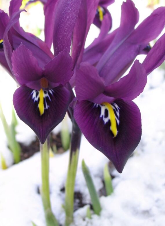 Iris Reticulata Rejoice - Dwarf Iris - Anglia Bulb Company