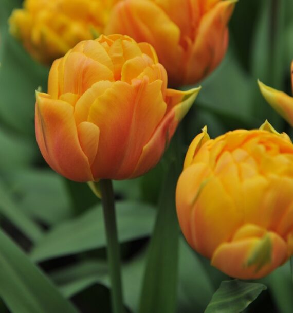 Tulip Orca - Buy Online - Top Size Bulbs - Anglia Bulb Company