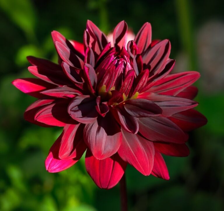 Dahlia After Dusk - Quality Dahlia Tubers - Anglia Bulb Company