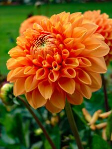 Dahlia American Sunset - Anglia Bulb Company