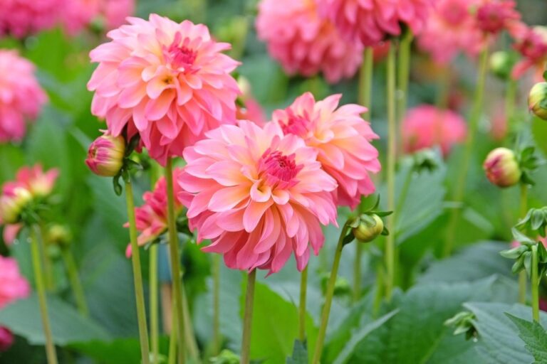 Dahlia Belfloor - Dahlia Tubers - Anglia Bulb Company