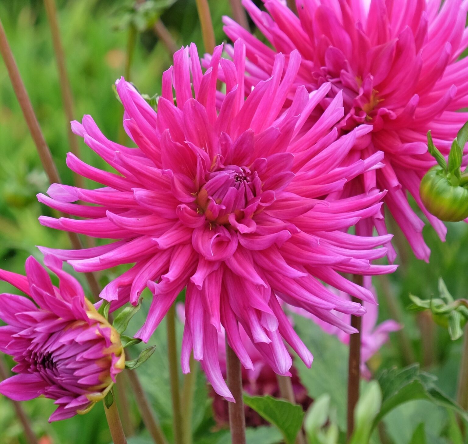 Dahlia Blues Diamond - Anglia Bulb Company