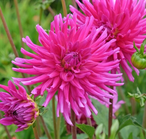 Dahlia Blues Diamond - Anglia Bulb Company