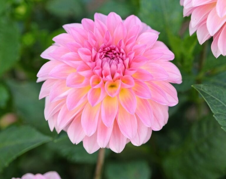 Dahlia Esli - Anglia Bulb Company