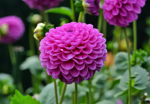 Dahlia Purple Fox - Anglia Bulb Company