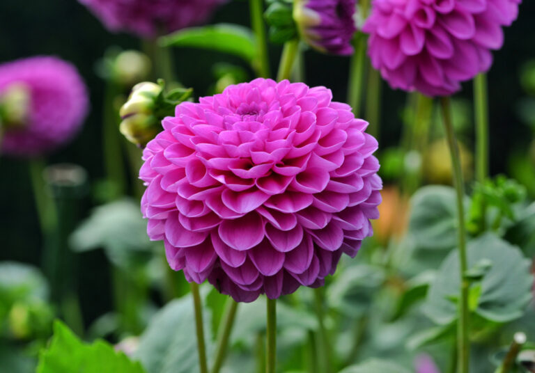 Dahlia Purple Fox - Anglia Bulb Company