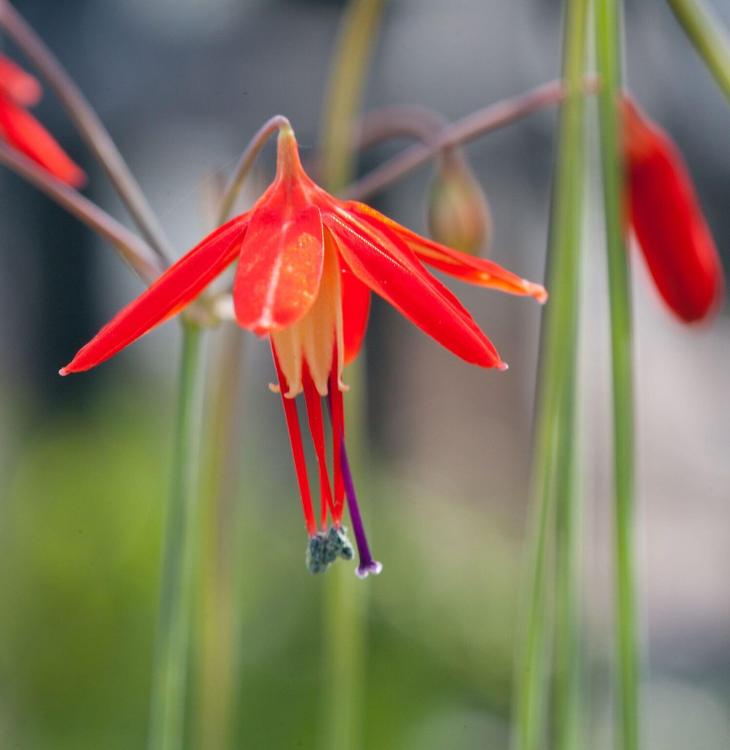 Bessera Elegans - Anglia Bulb Company
