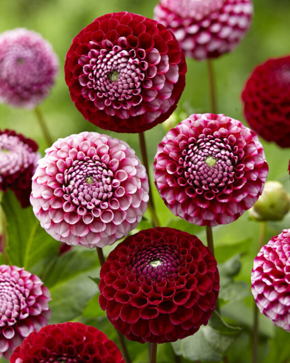 Dahlia Chic A Dee US - Anglia Bulb Company
