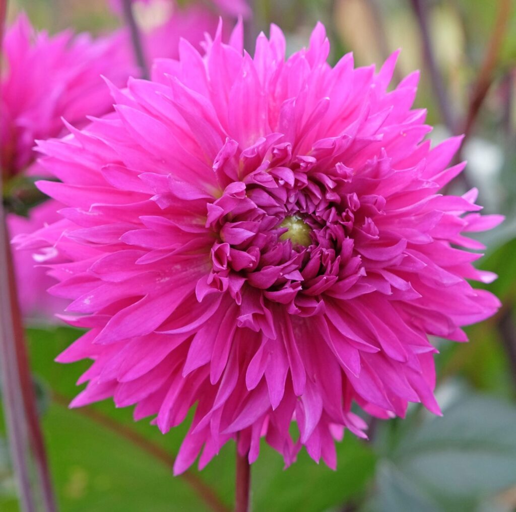 Dahlia Cornwall Island - Anglia Bulb Company
