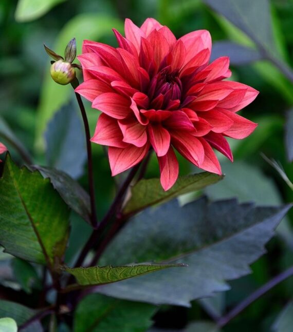 Dahlia Danique - Anglia Bulb Company