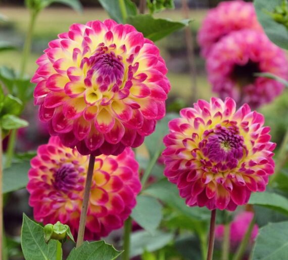 Dahlia Hapet Daydream - Anglia Bulb Company