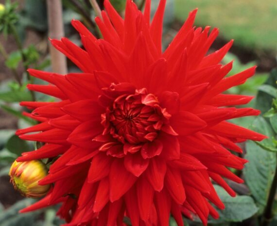 Dahlia Holly Huston - Anglia Bulb Company
