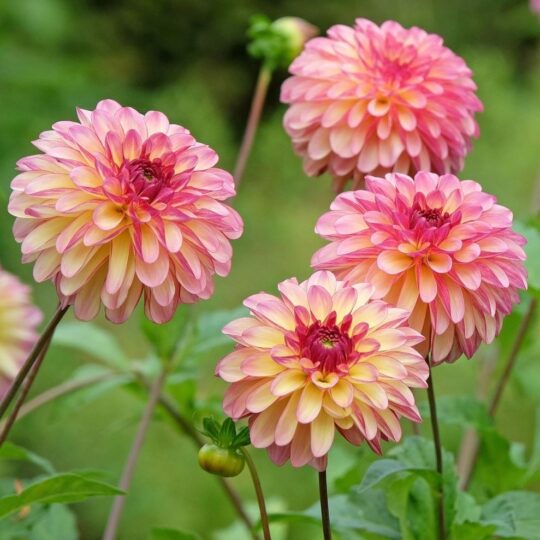 Dahlia Madame Antoinette - Anglia Bulb Company