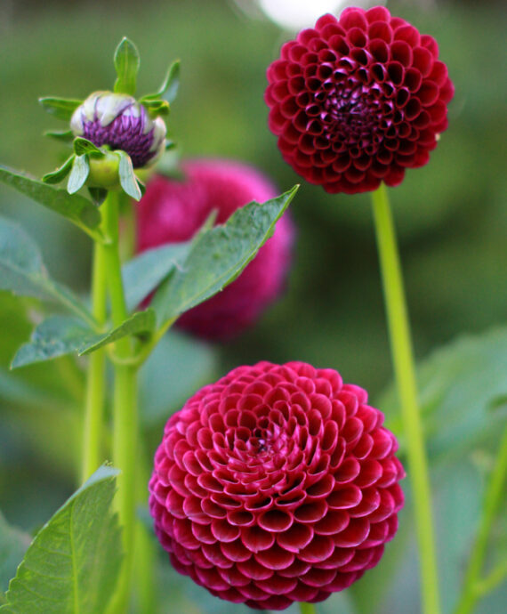 Dahlia Natal - Anglia Bulb Company