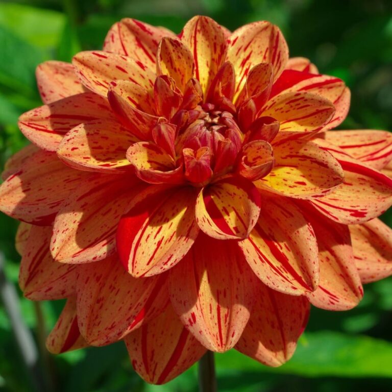 Dahlia Pasolini - Anglia Bulb Company