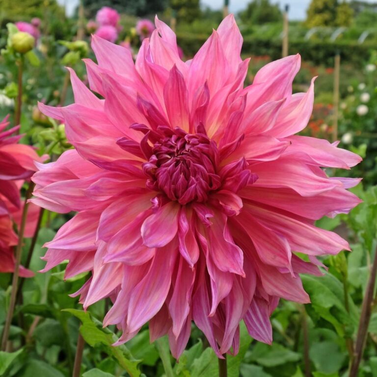 Dahlia Penhill Dark Monarch - Anglia Bulb Company