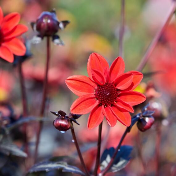 Dahlia Pulp Fiction - Anglia Bulb Company