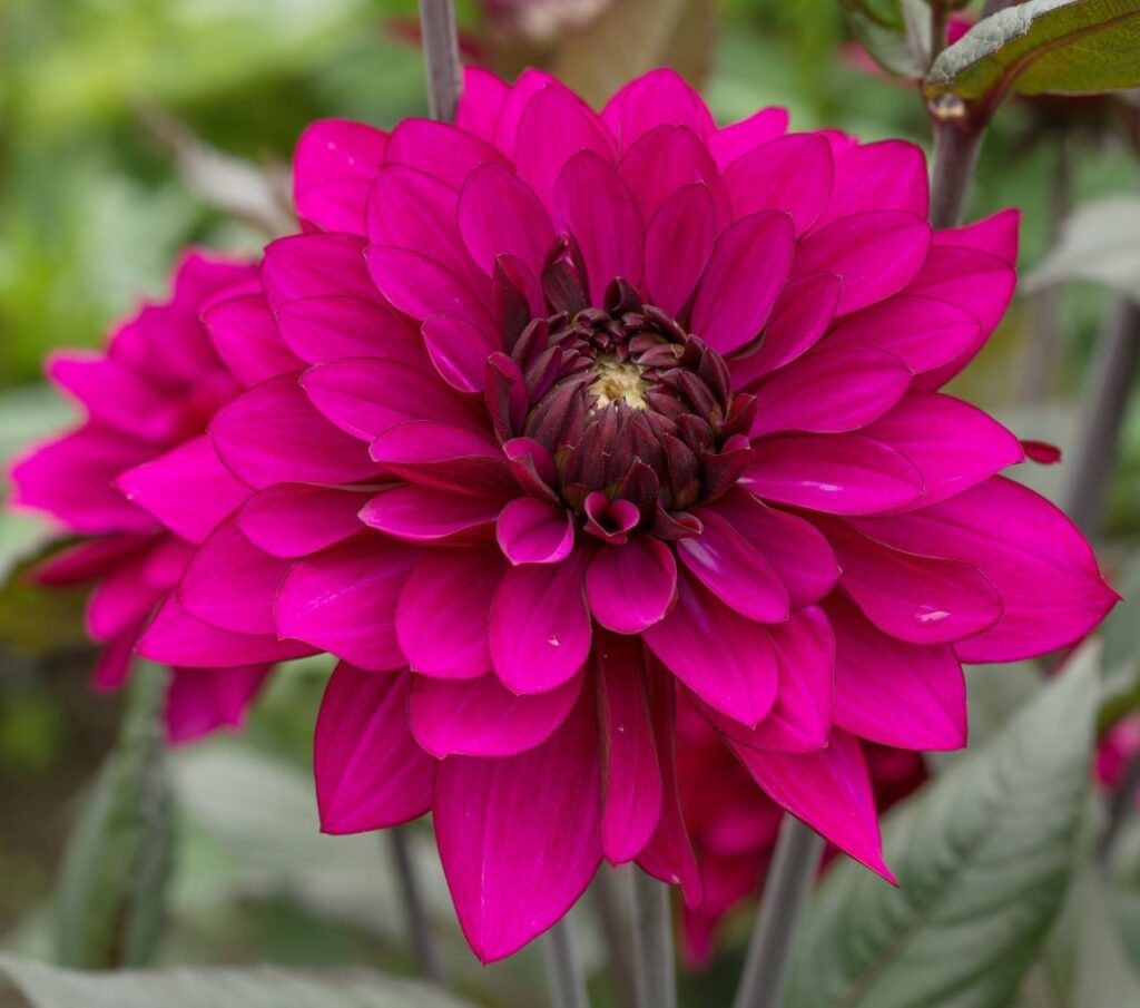 Dahlia Purple Flame (PBR) - Anglia Bulb Company