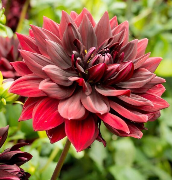 Dahlia Sam Hopkins - Anglia Bulb Company