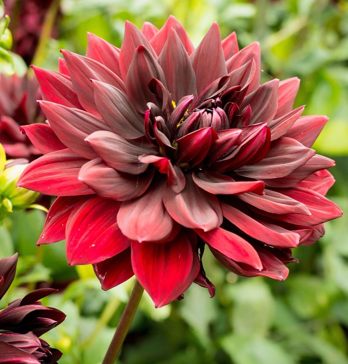 Dahlia Sam Hopkins - Anglia Bulb Company