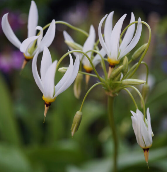 Dodecatheon Media Alba - Anglia Bulb Company