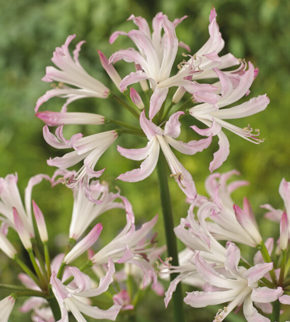 Nerine Bowdenii Lipstick - Anglia Bulb Company