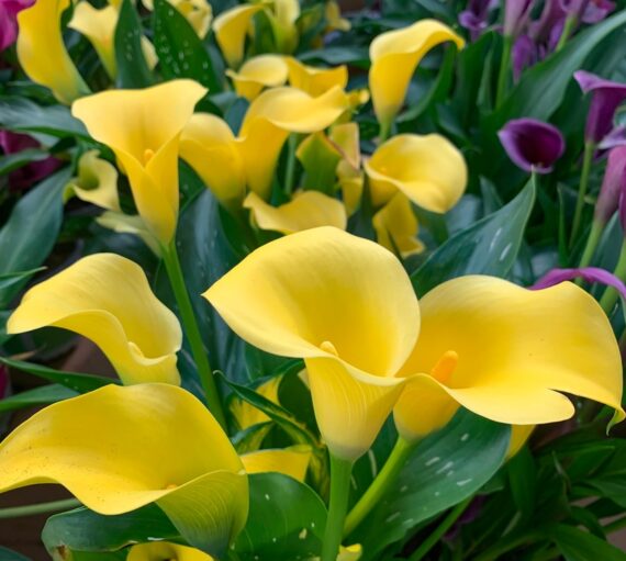 Zantedeschia Monte Carlo - Anglia Bulb Company