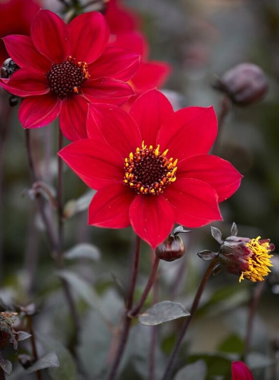 Dahlia Happy Days Cherry Red - Anglia Bulb Company