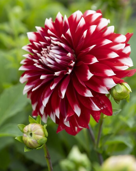 Dahlia Davos - Quality Tubers - Anglia Bulb Company
