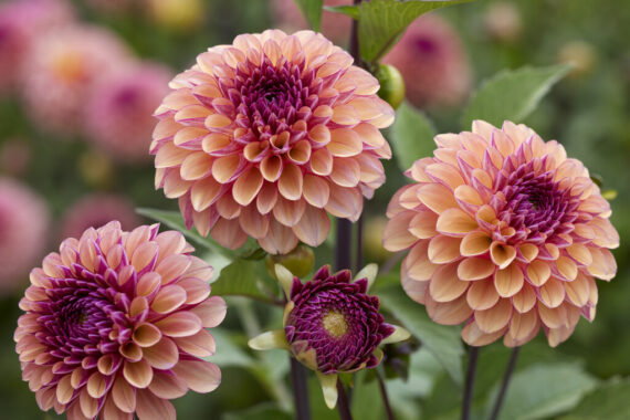 Dahlia Palmares - Quality Tubers - Anglia bulb Company